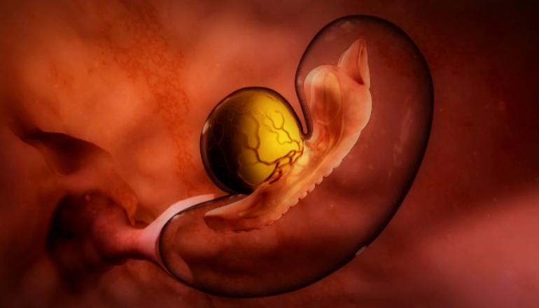 What Happens During Pregnancy Week 5 Pregnant Life what-happens-during-pregnancy-week-5-pregnant-life