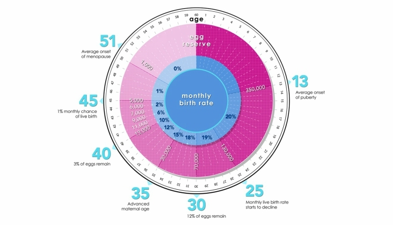 Age and the Female Fertility Clock | Pregnant Life